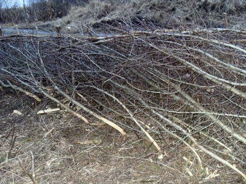 How To Plant a Native stock proof hedge | WILD OAKS