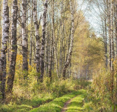 Silver Birch | WILD OAKS