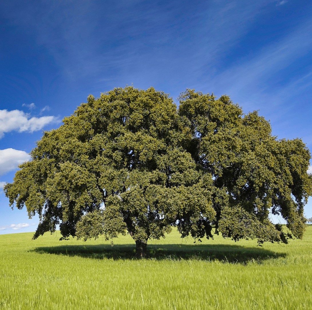 Holm Oak Quercus Ilex WILD OAKS Holm Oak Quercus Ilex WILD OAKS